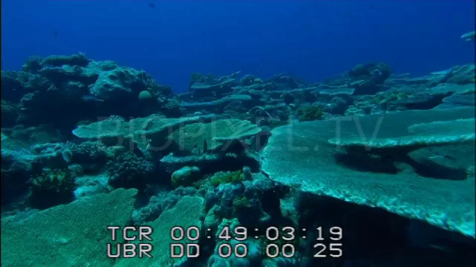 Coral Reefs - Vista - swim over coral garden 2 on Vimeo