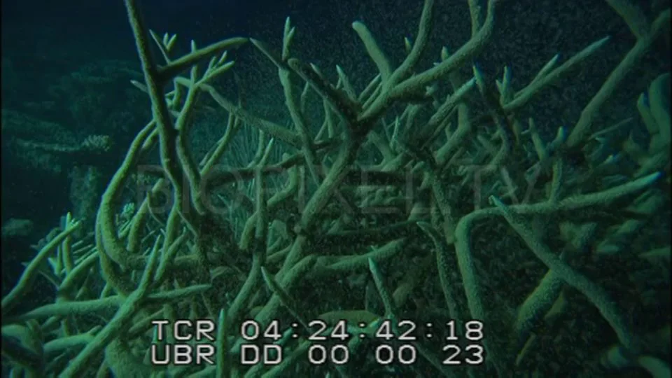 Coral Reefs - Coral spawning HD 13 on Vimeo