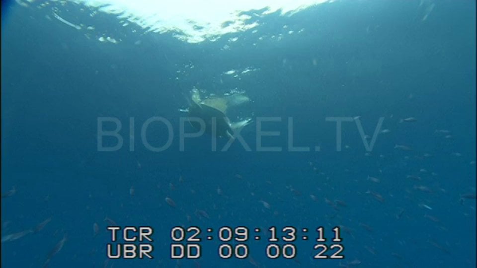 Green Sea Turtles Underwater - Green sea turtle breathing at surface ...