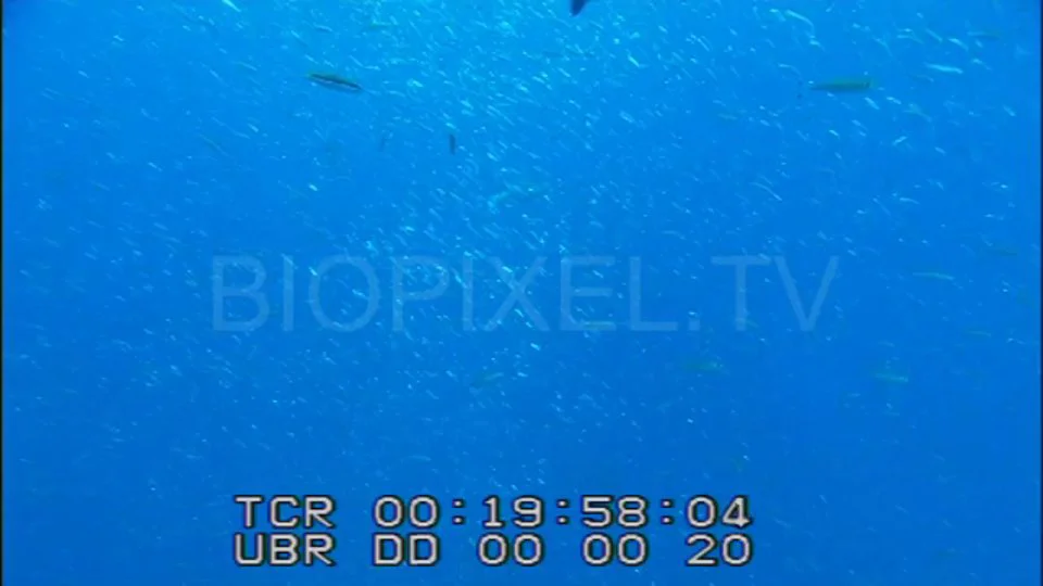 Fish Baitfish - Baitfish school being attacked by Mackerel 2 on Vimeo