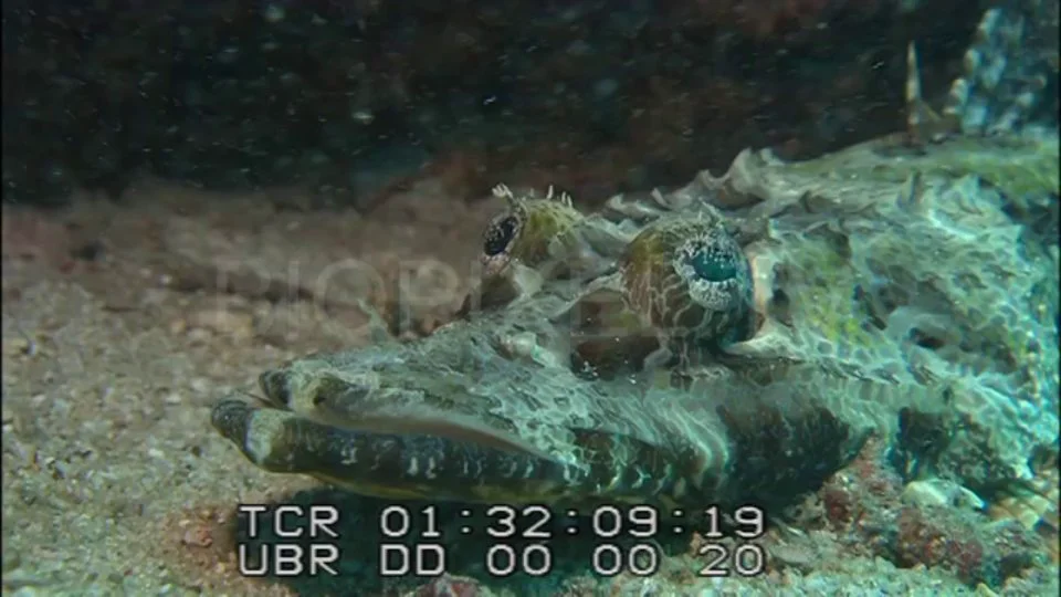 Camouflage - Crocodile fish on Vimeo