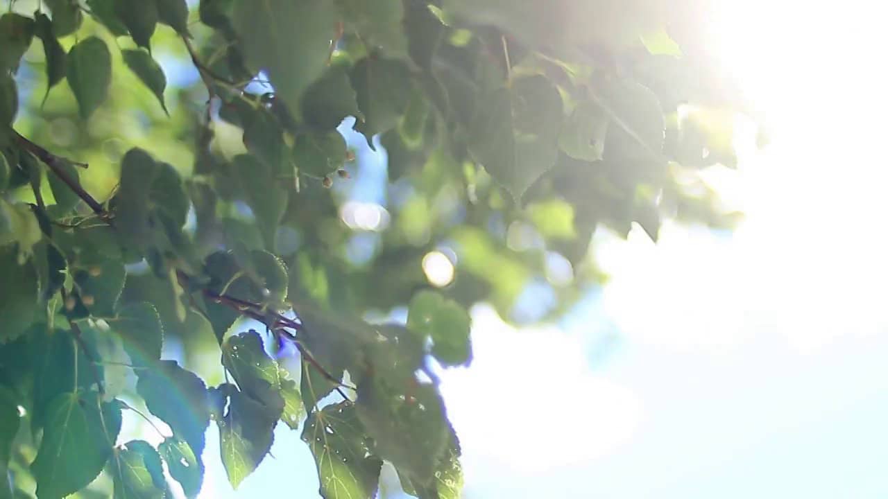 ∞ F∊∊∫ing A∫ive ∞ On Vimeo