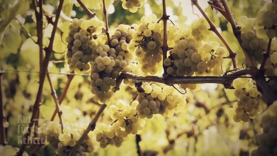 Kurfürstenkellerei Mainz - Die Lese (Riesling 2013) on Vimeo