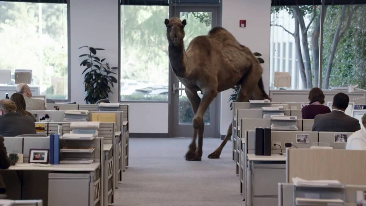 GEICO Hump Day Camel Commercial - Happier than a Camel on Wednesday on Vimeo