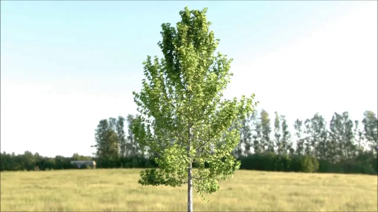 Tree on Vimeo