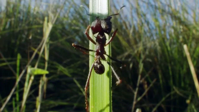 Leather Leaf Cutter Ant Soldier