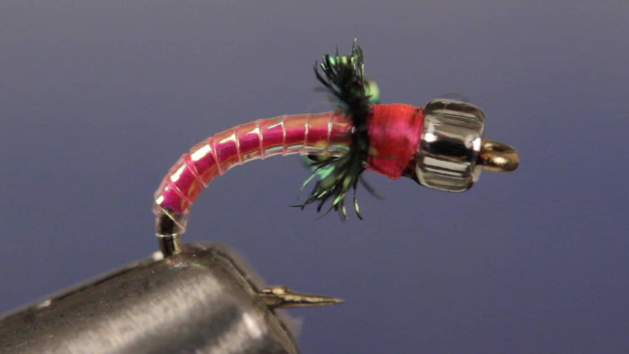 Disco Midge on Vimeo