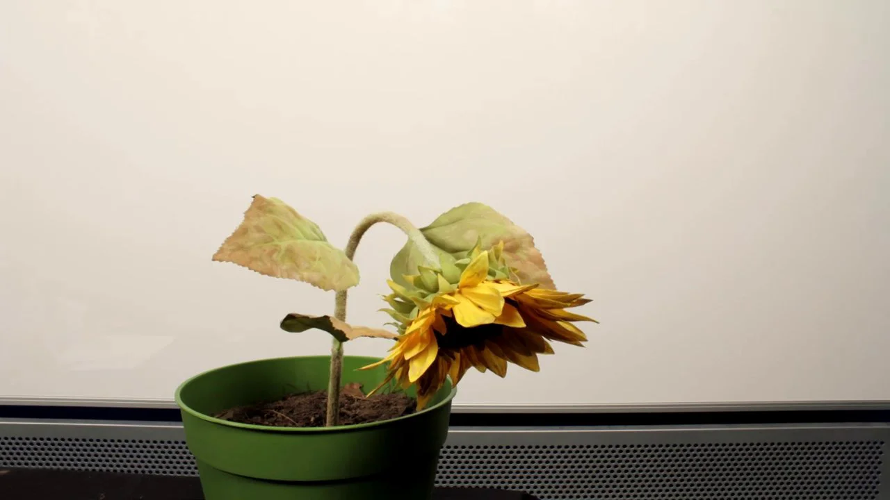 Viz for Kids - Parched by Joshua Halley, Cameron Slayter, and Quentin ...