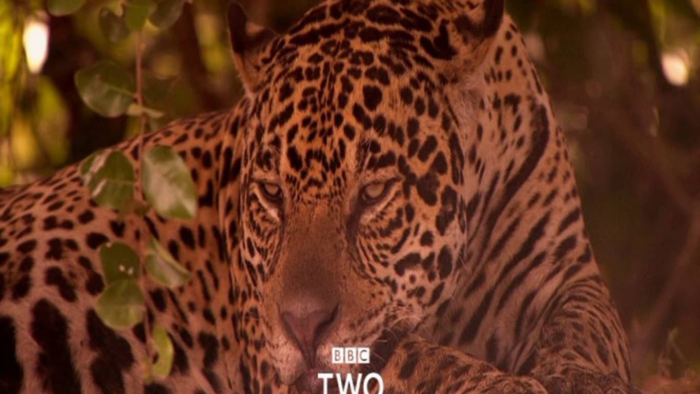 BBC TWO WILD BRAZIL on Vimeo