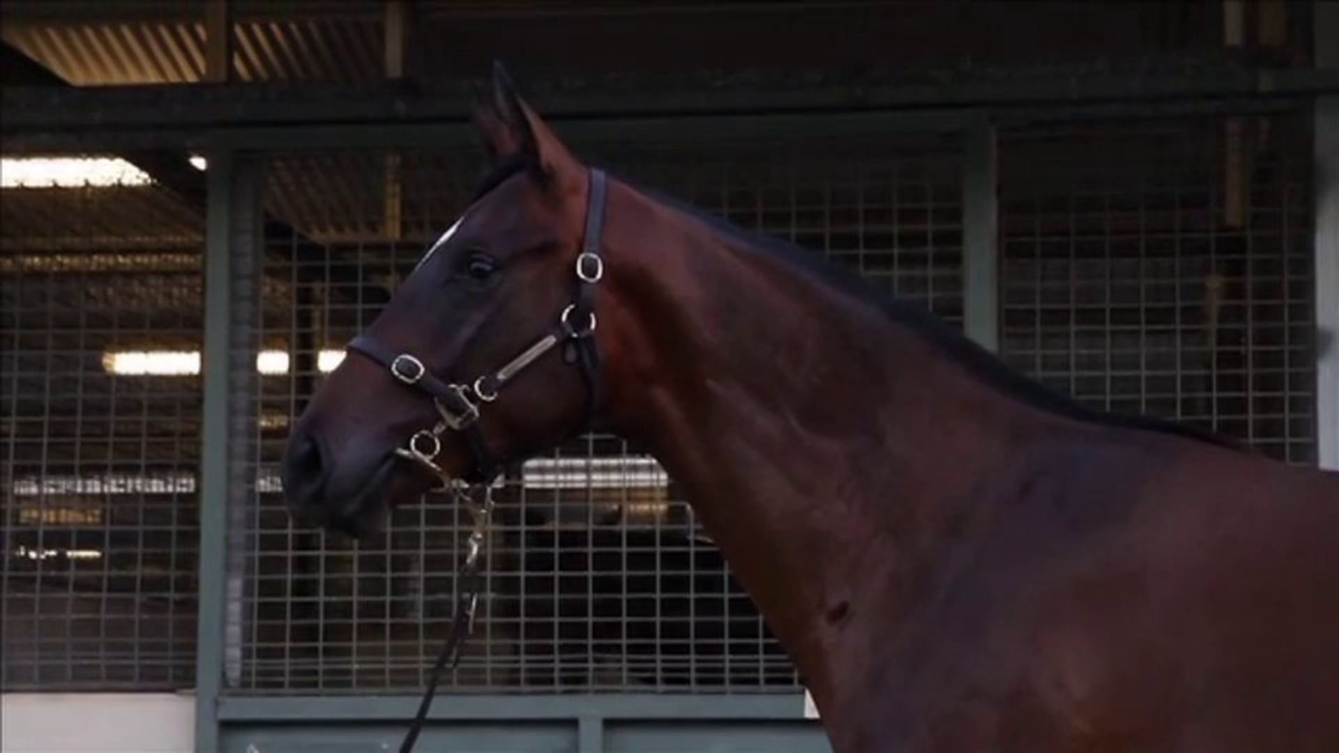 More Than Ready (USA) x Miss O'Brien 🥇 Own That Crown