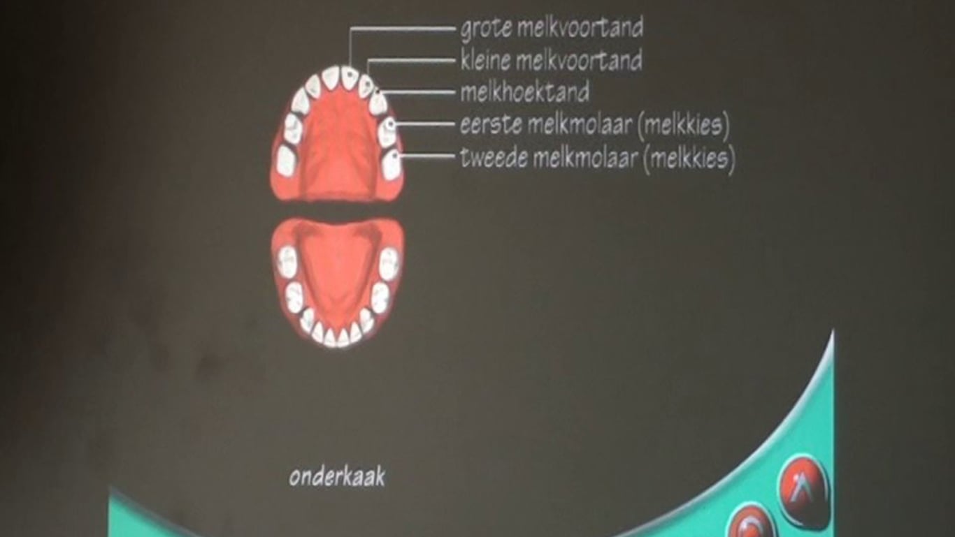 Anatomie schedel en gebit: melkgebit on Vimeo