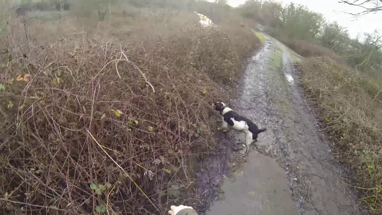 Harris hawk stoop SlowMo on Vimeo
