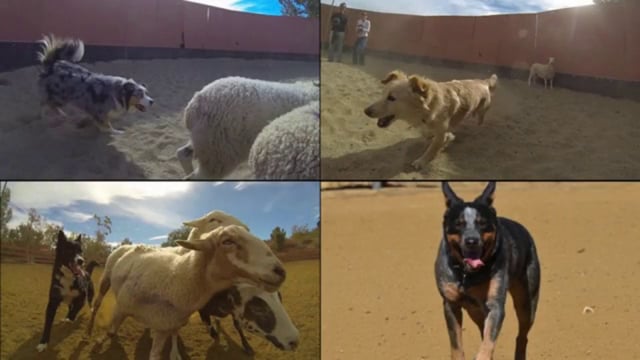 Sheepdogs In Action on Vimeo