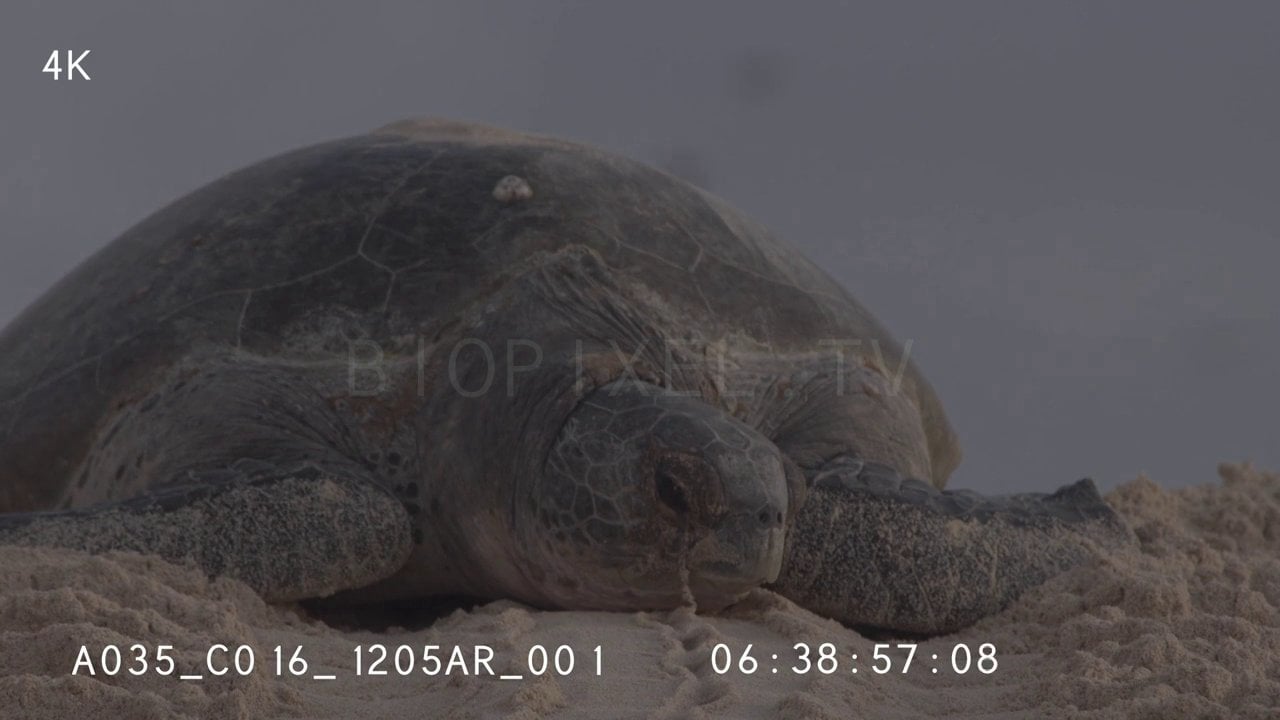 4K Green Sea Turtles Returning to Water - Green sea turtles leaving 4K ...