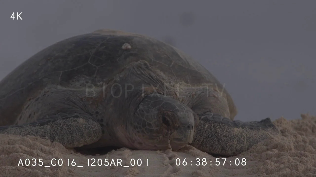 Green Sea Turtles Returning to Water - Green sea turtles leaving 4K on ...