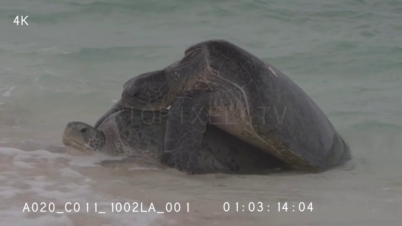 Green Sea Turtles Mating - Green sea turtles mating on beach 5K 1 on Vimeo