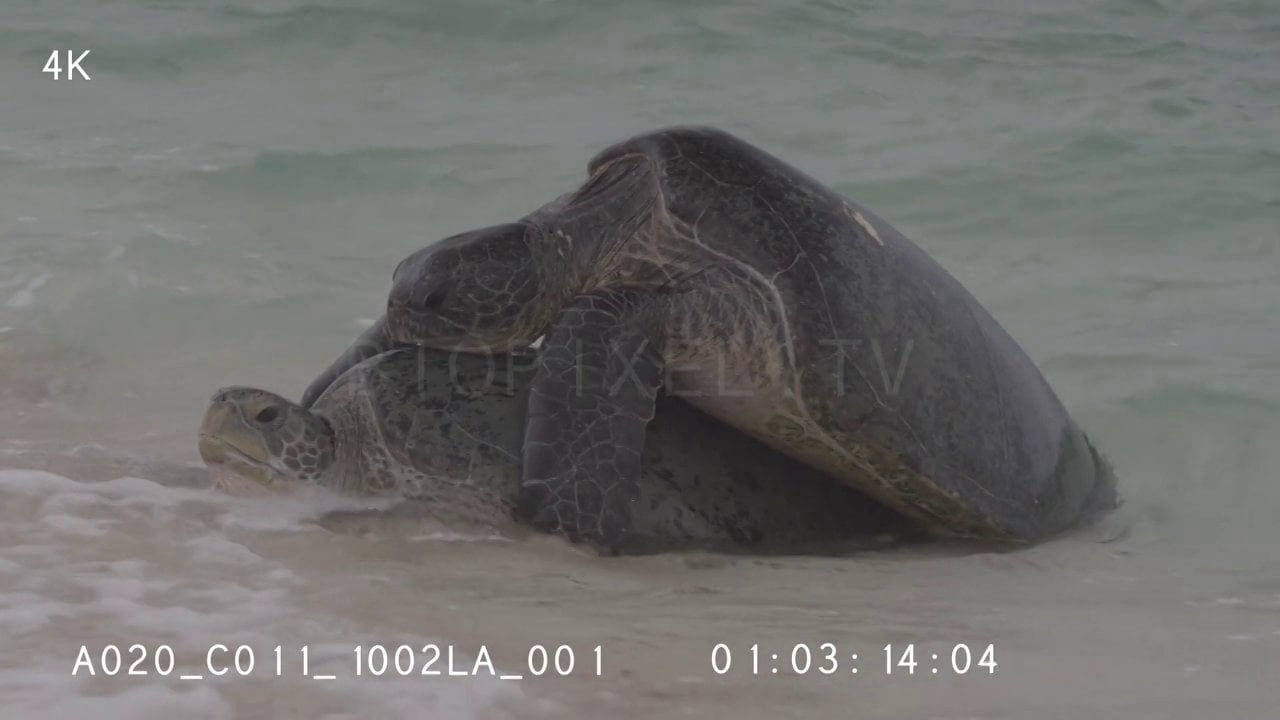 4K Green Sea Turtles Mating - Green sea turtles mating on beach 5K 1 on ...