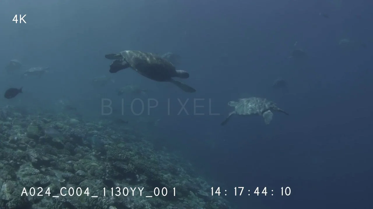 4K Sea Turtles - Green sea turtles in large numbers underwater 5K 5 on Vimeo