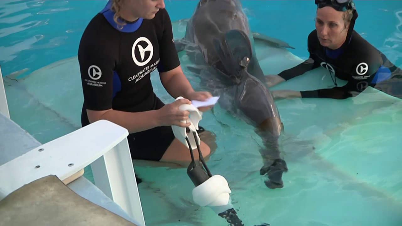 Winter the Dolphin Tests Out Her Brand New Prosthetic Tail! on Vimeo
