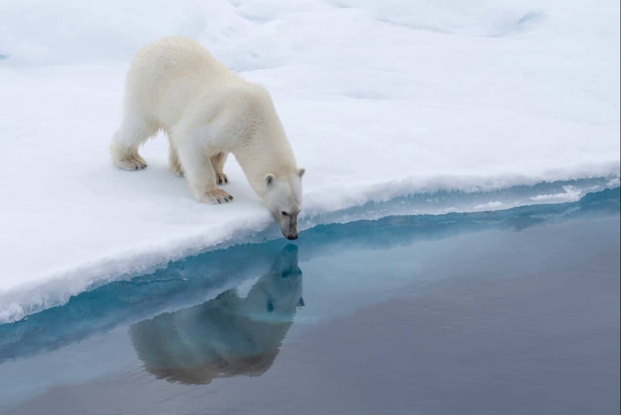 Mr. Polar Bear on Vimeo