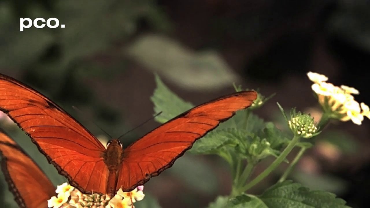 Butterflies, Bees & Wasps in slow motion on Vimeo