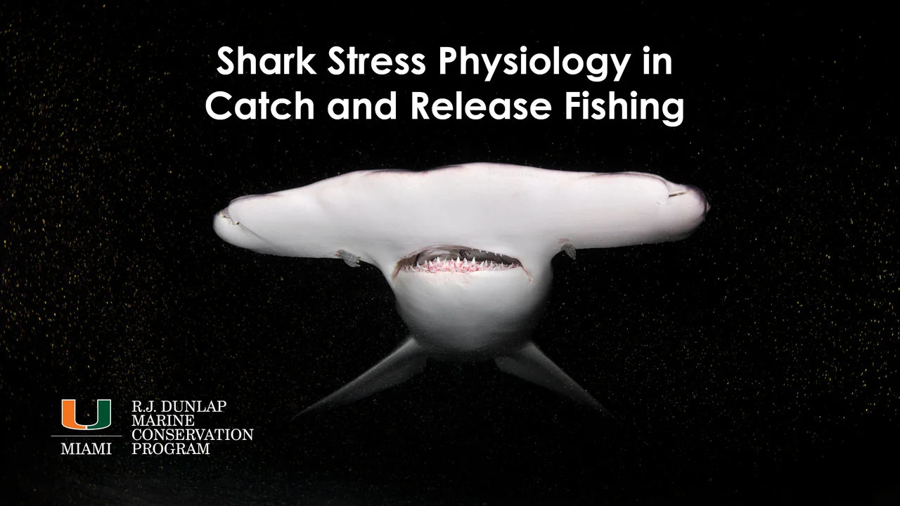 Stress Physiology of Sharks in Fishing on Vimeo