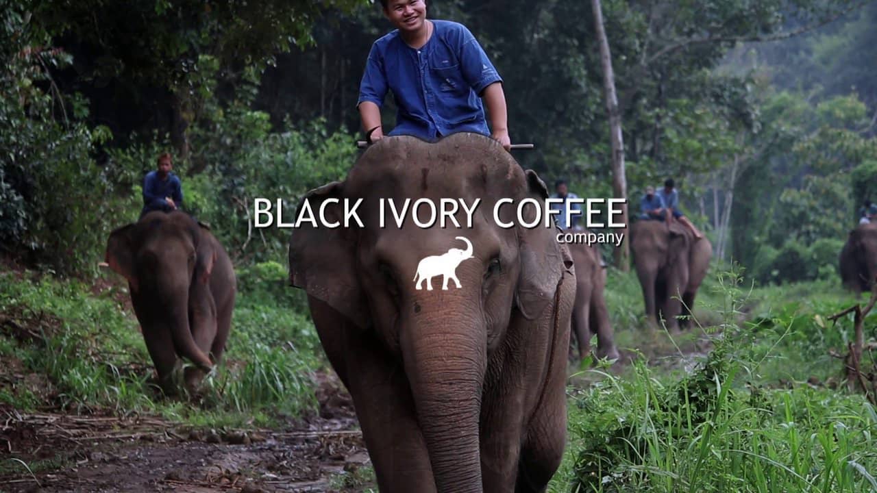Black Ivory Coffee on Vimeo