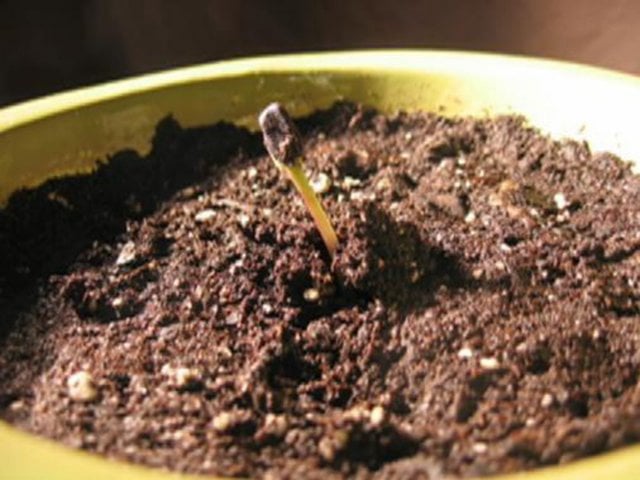 Seedling Time Lapse on Vimeo