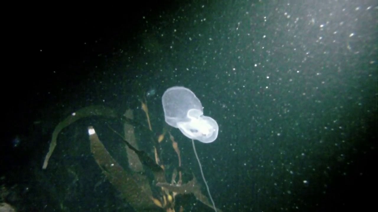 Corolla spectabilis - Sea Butterfly / Breakwater - 12/18/13 - Night on ...