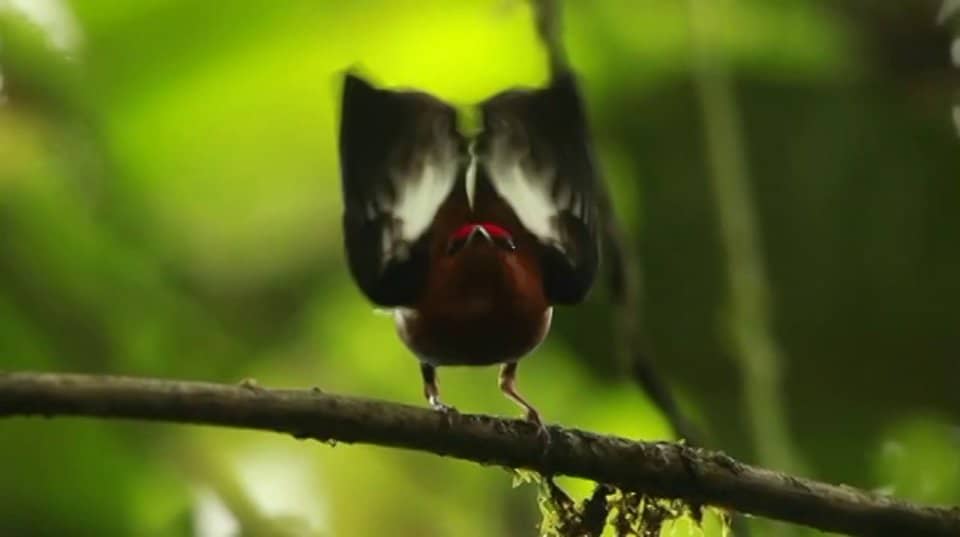Club-winged Manakin: It sings with its wings on Vimeo