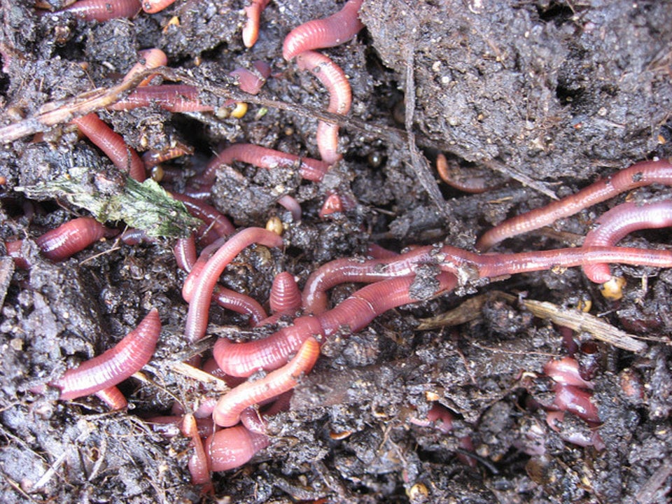 Understanding All About Vermiculture, Vermicomposting , Composting ...