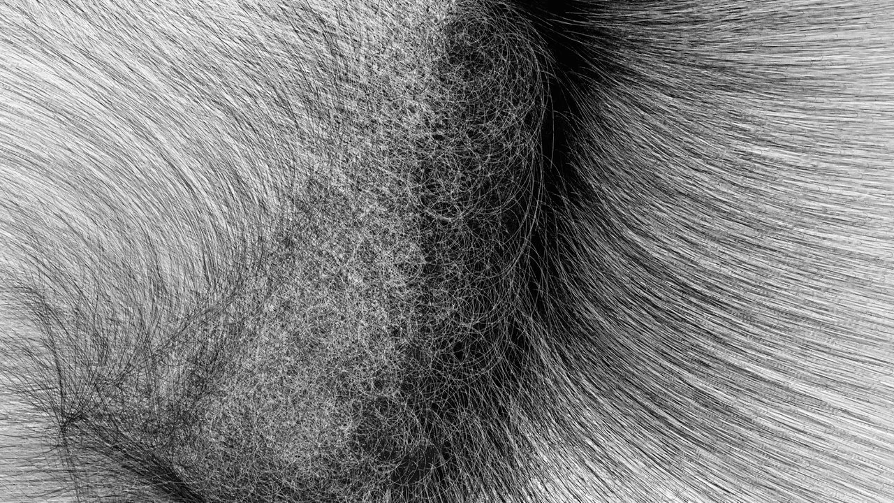 MicroImage (Software 1)