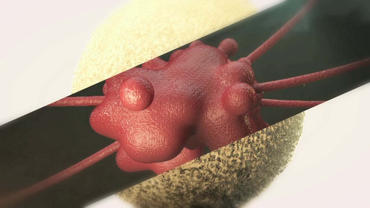 Experiment_blood sandwich on Vimeo