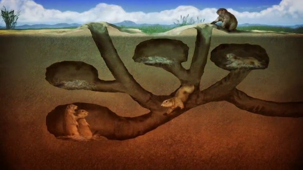 Suddenlink - Prairie Dog on Vimeo