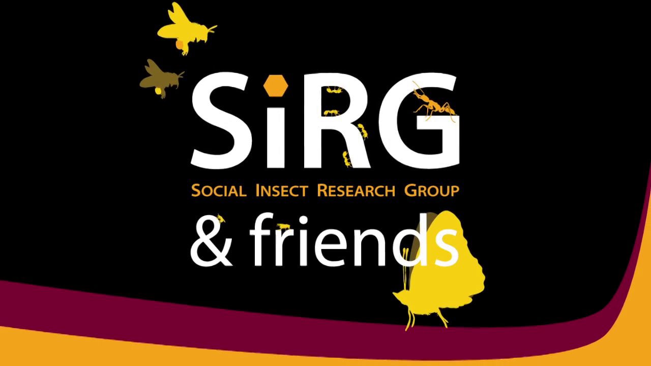 SIRG & friends on Vimeo