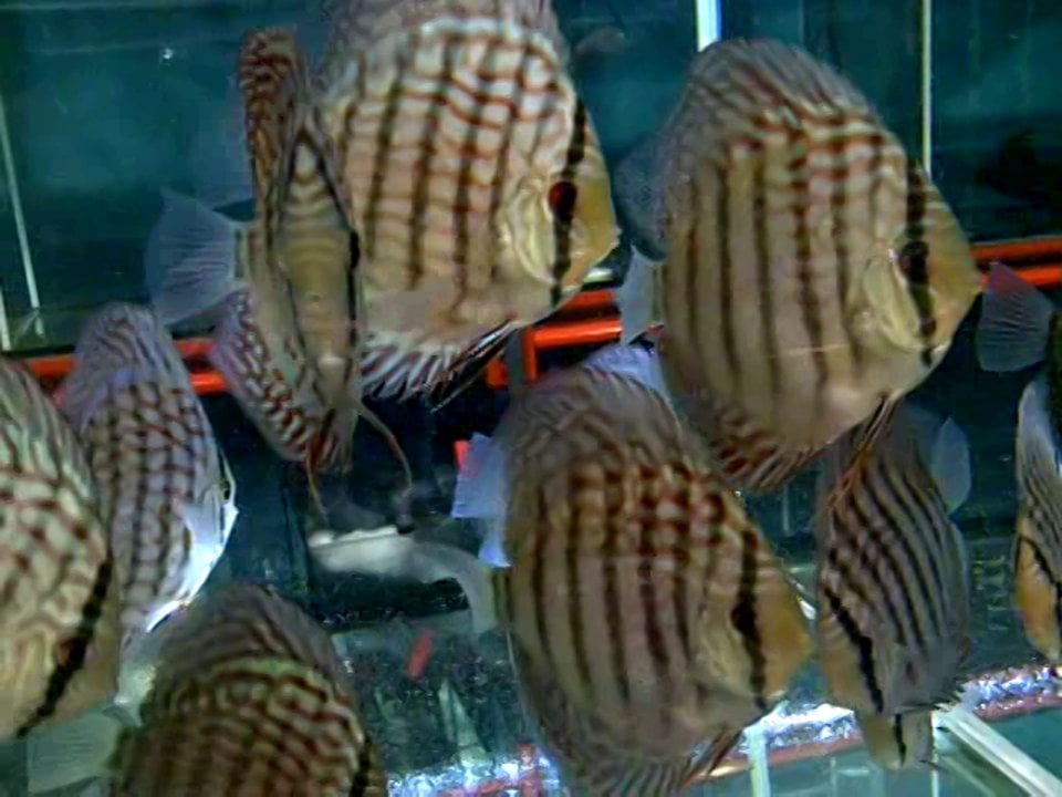 Ricky Lim Discus on Vimeo