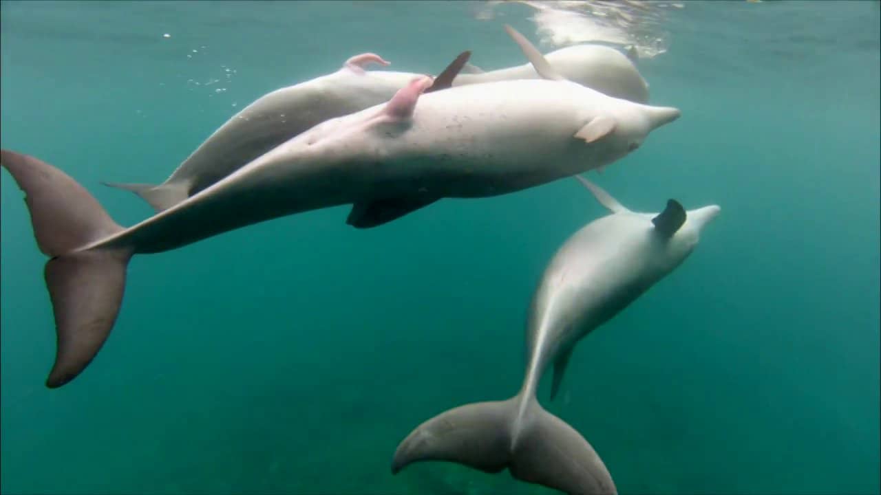 DOLPHINS MATING AT LE MORNE - MAURITIUS on Vimeo