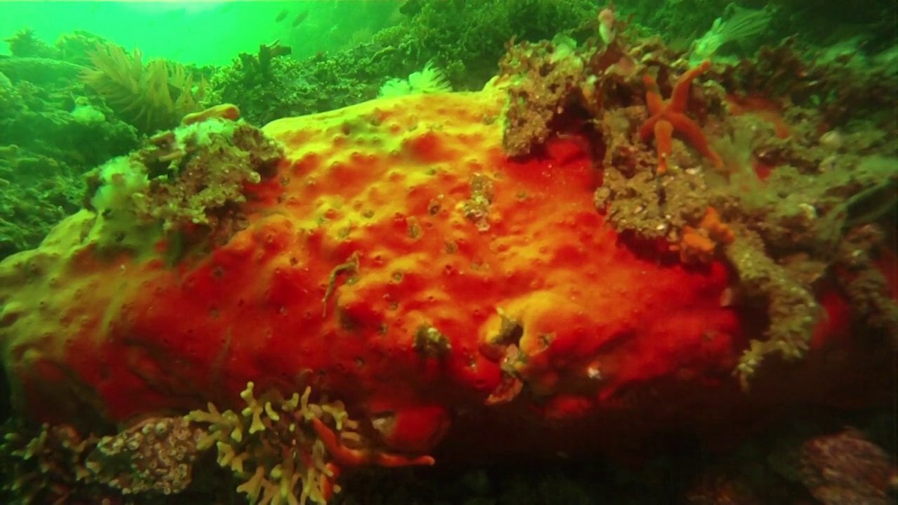Acarnus erithacus - Red Volcano Sponge / Aumentos - 9/2/13 on Vimeo