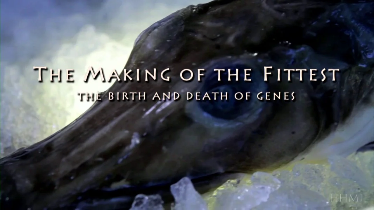 HHMI - The Making of the Fittest: Birth and Death of Genes