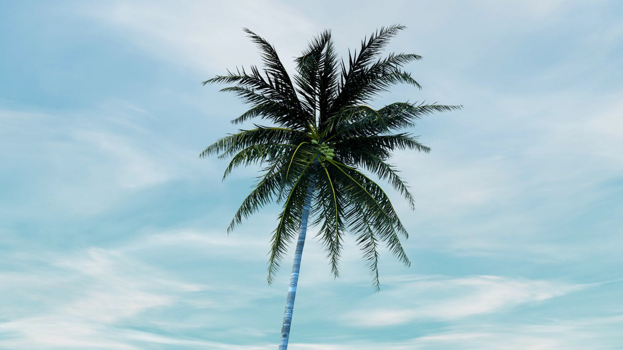 Coconut Palm Speedtree on Vimeo
