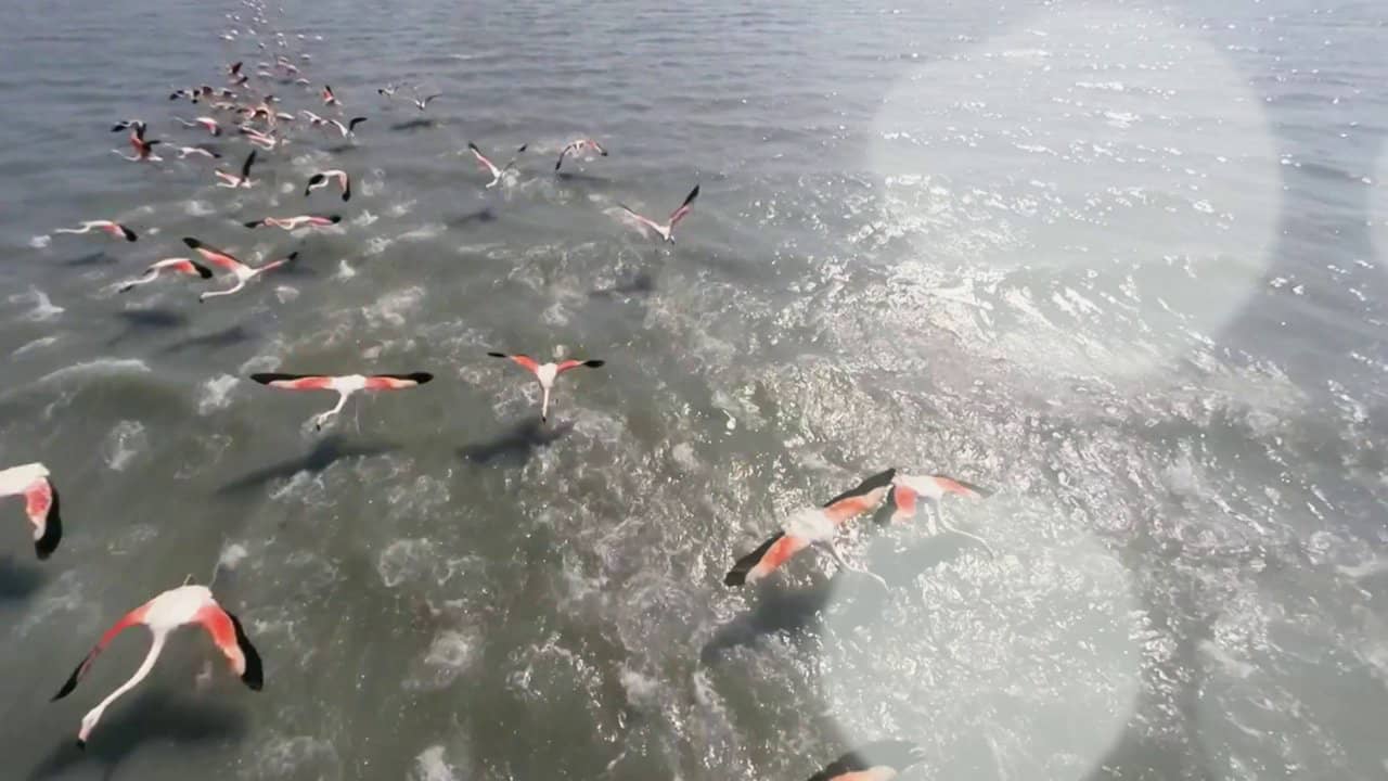 Flamingo in kuwait - dji phantom 2 on Vimeo