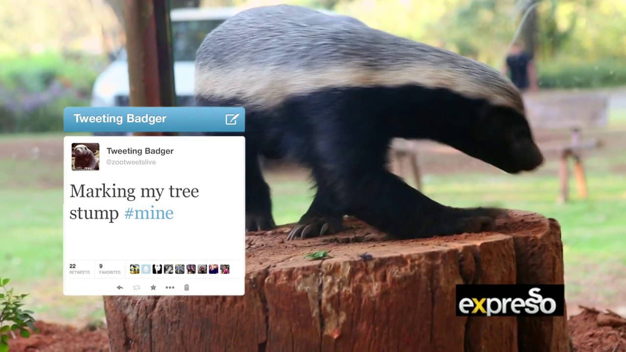 World's First LIVE Tweeting Honey Badger Case Study on Vimeo
