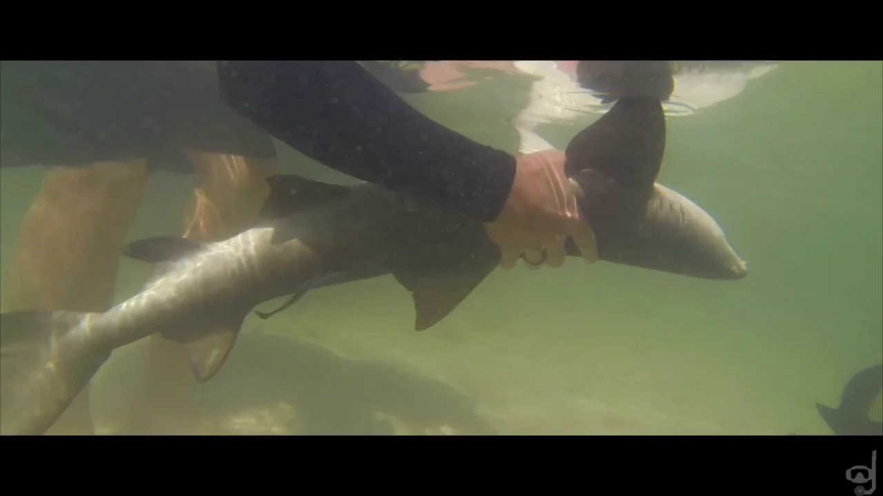 Tonic Immobility | Bimini Shark Lab on Vimeo
