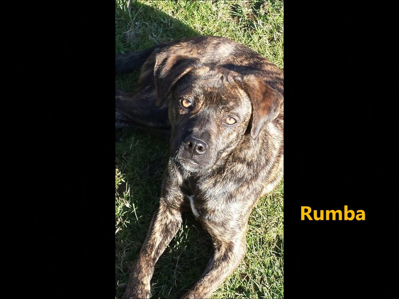 buone feste 2013 dal miglio verde parte 2 on Vimeo