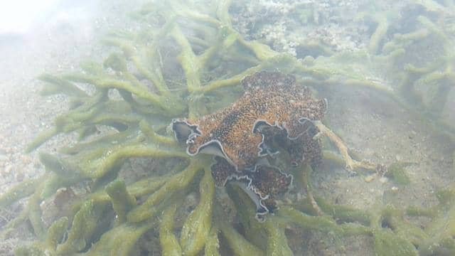 Penis fencing in flatworms on Vimeo