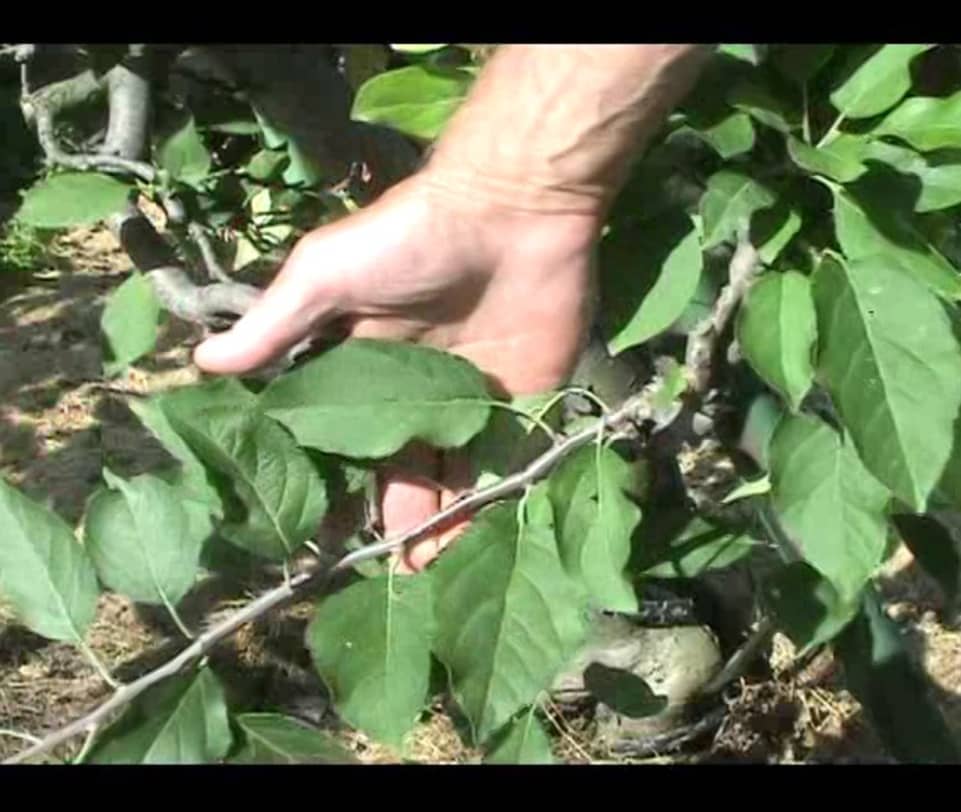 T-Bud and Chip Bud Fruit Tree Grafting Techniques on Vimeo