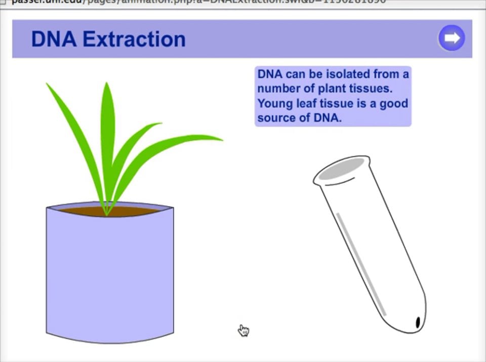 DNA Extraction