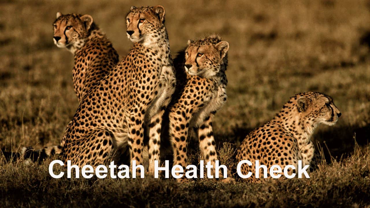 Cheetah health check at the Harnas Wildlife Foundation in Namibia on Vimeo