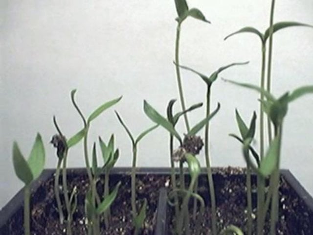 Pepper Plants on Vimeo