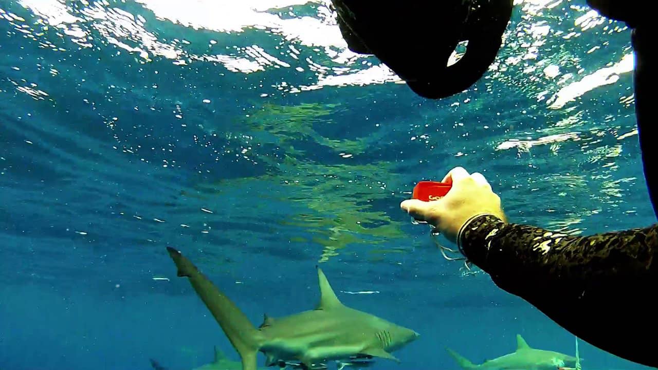 Freediving with sharks on Vimeo